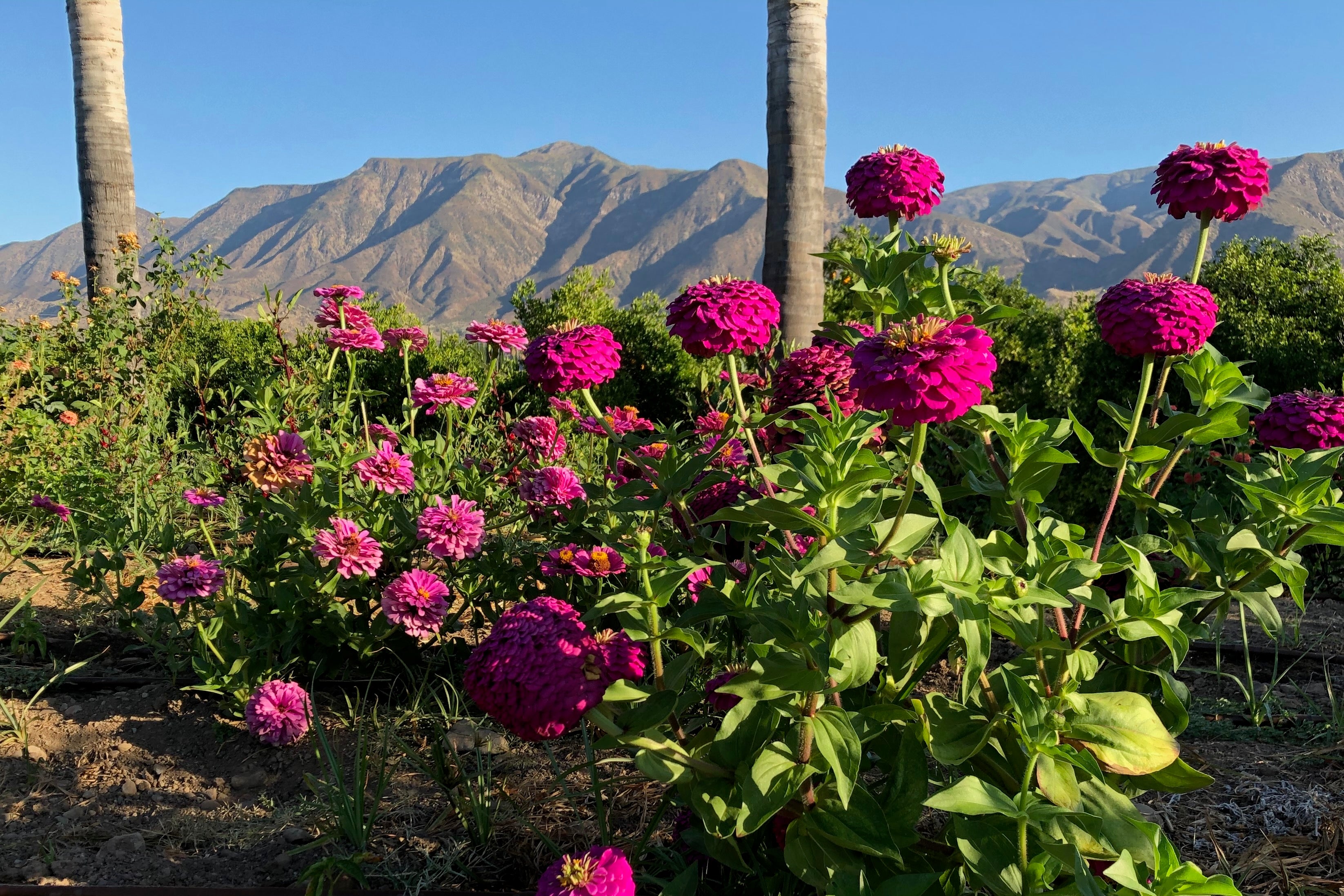Giant Violet Zinnia Flower Seeds - The Plant Good Seed Company
