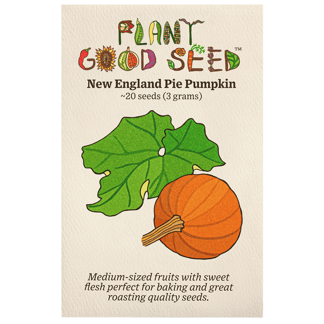 New England Pie Pumpkin Seeds - The Plant Good Seed Company
