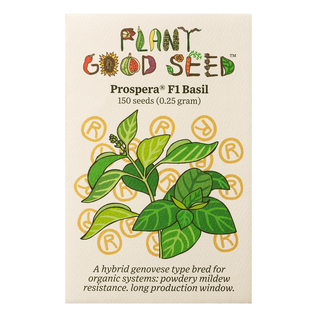 Prospera® F1 Basil Seeds - The Plant Good Seed Company