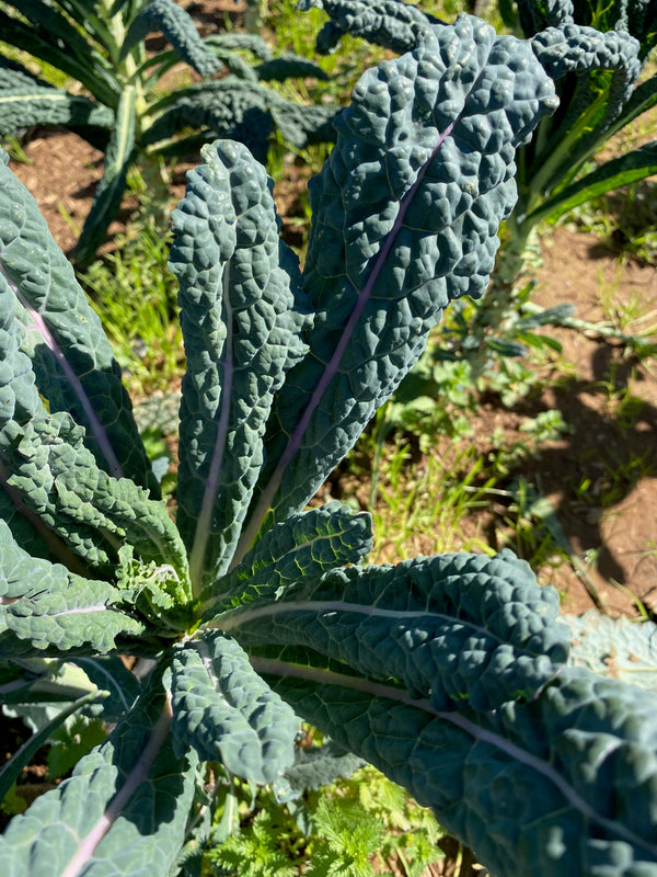 Black Magic Kale Seeds - The Plant Good Seed Company