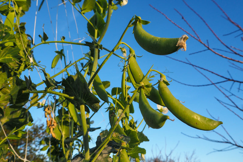 Cascadia Snap Pea Seeds - The Plant Good Seed Company