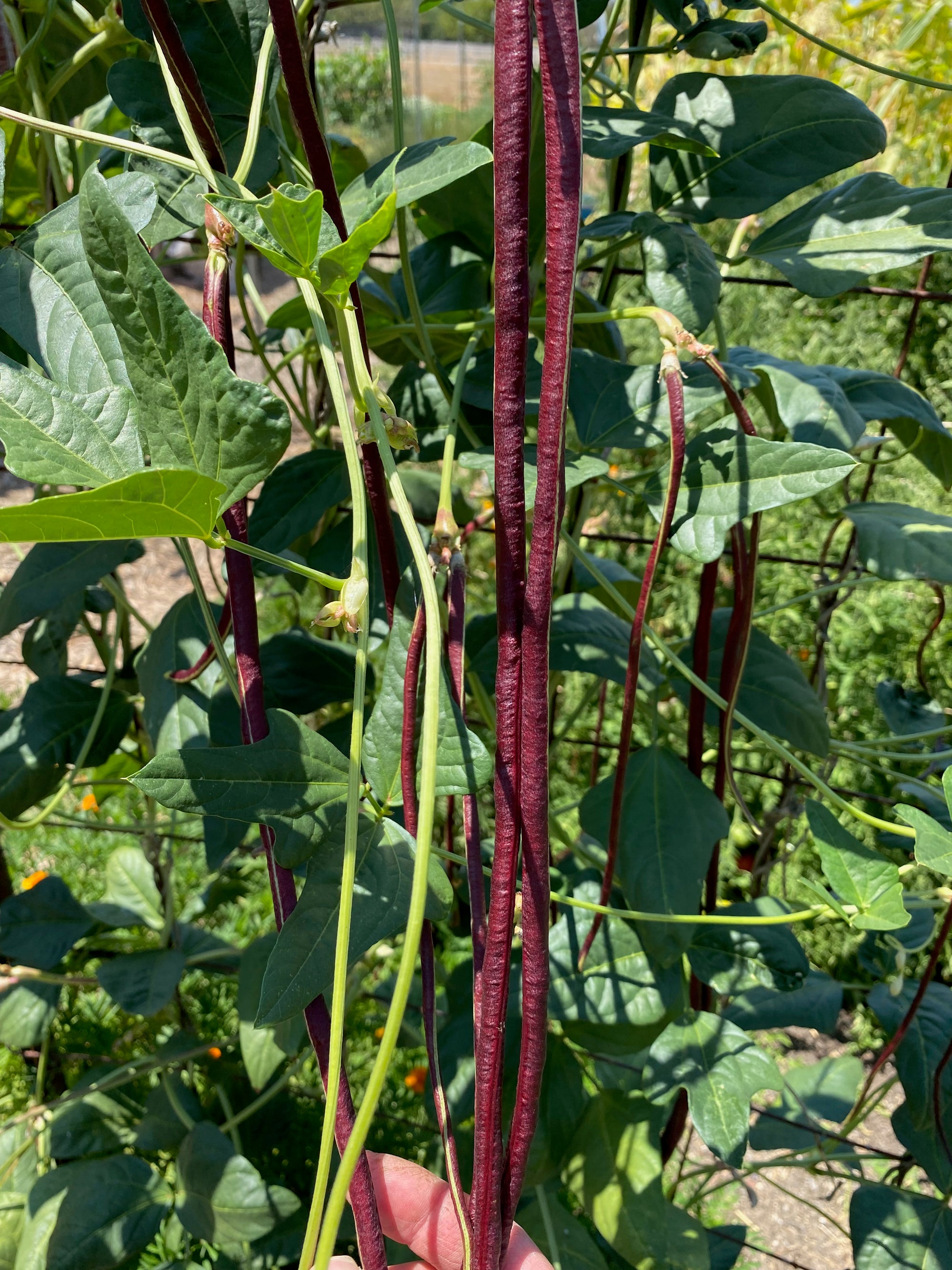 Chinese Red Noodle Bean Seeds - The Plant Good Seed Company