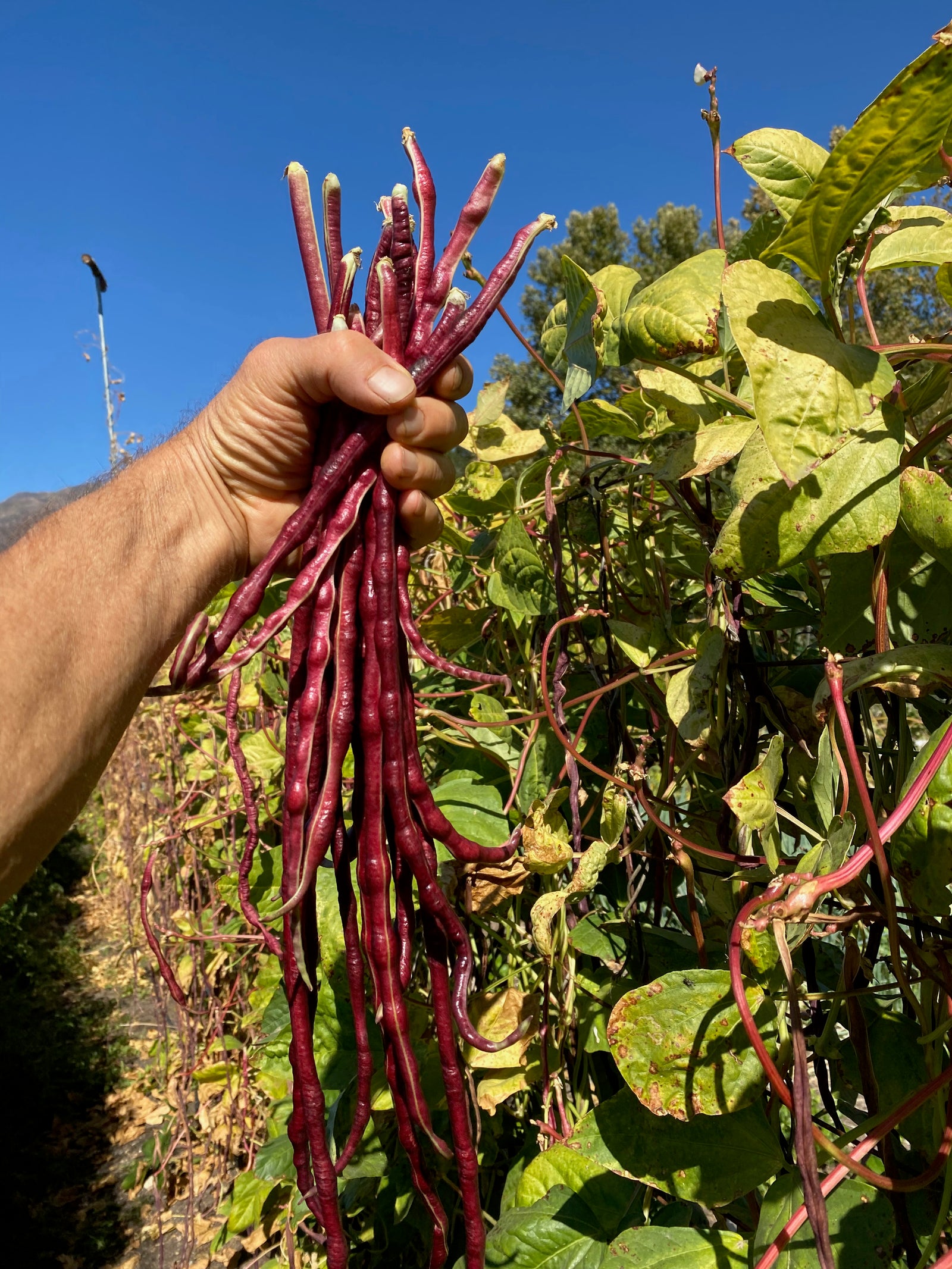 Organic Bean Seeds: Non-GMO, Certified Organic Heirloom Varieties - The ...