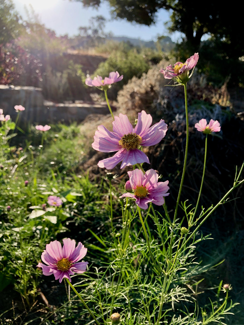 Organic Cosmos Flower Seeds Seeds: Non-GMO, Certified Organic Heirloom ...