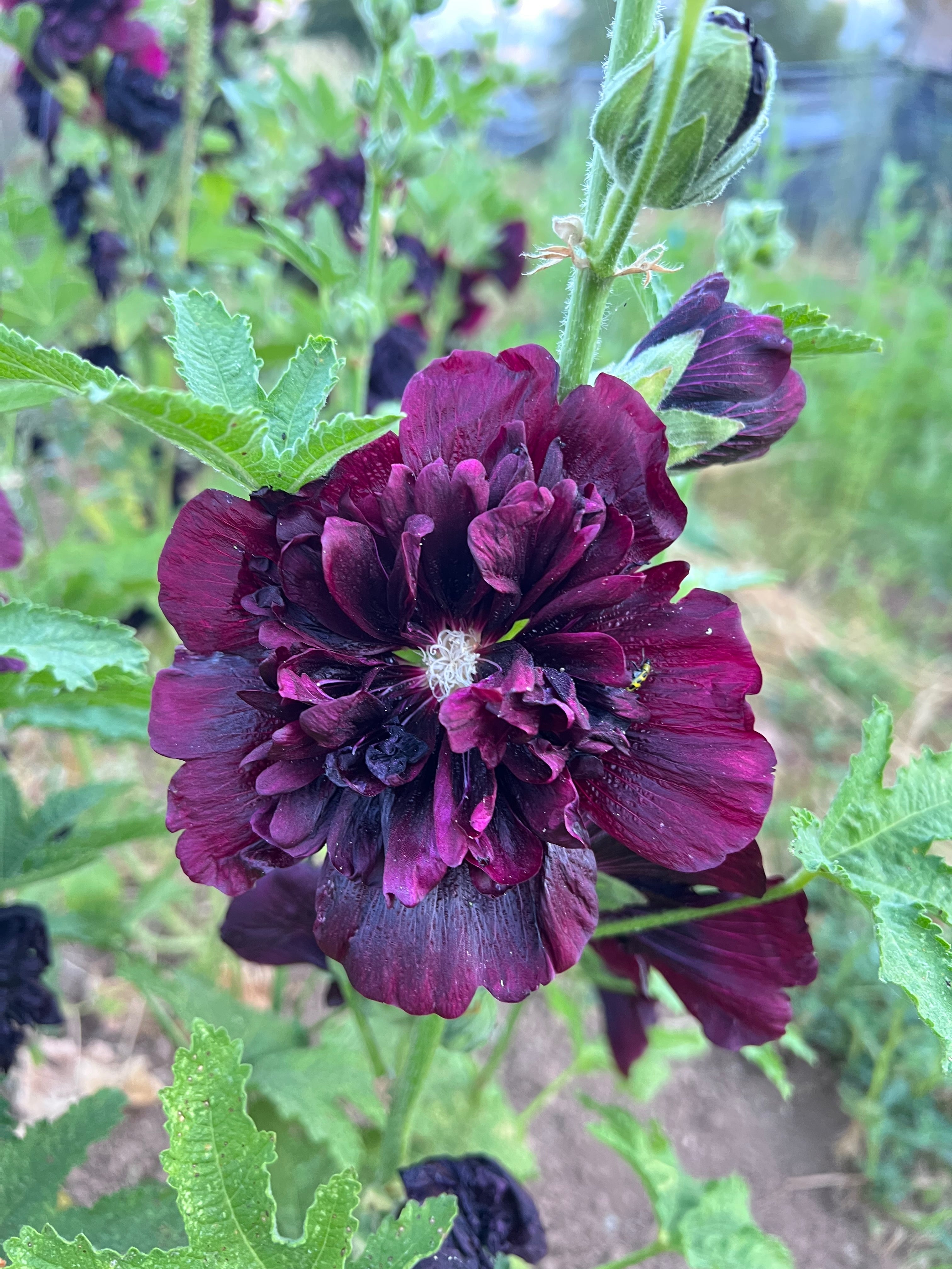 Double Black Hollyhock Flower Seeds - The Plant Good Seed Company
