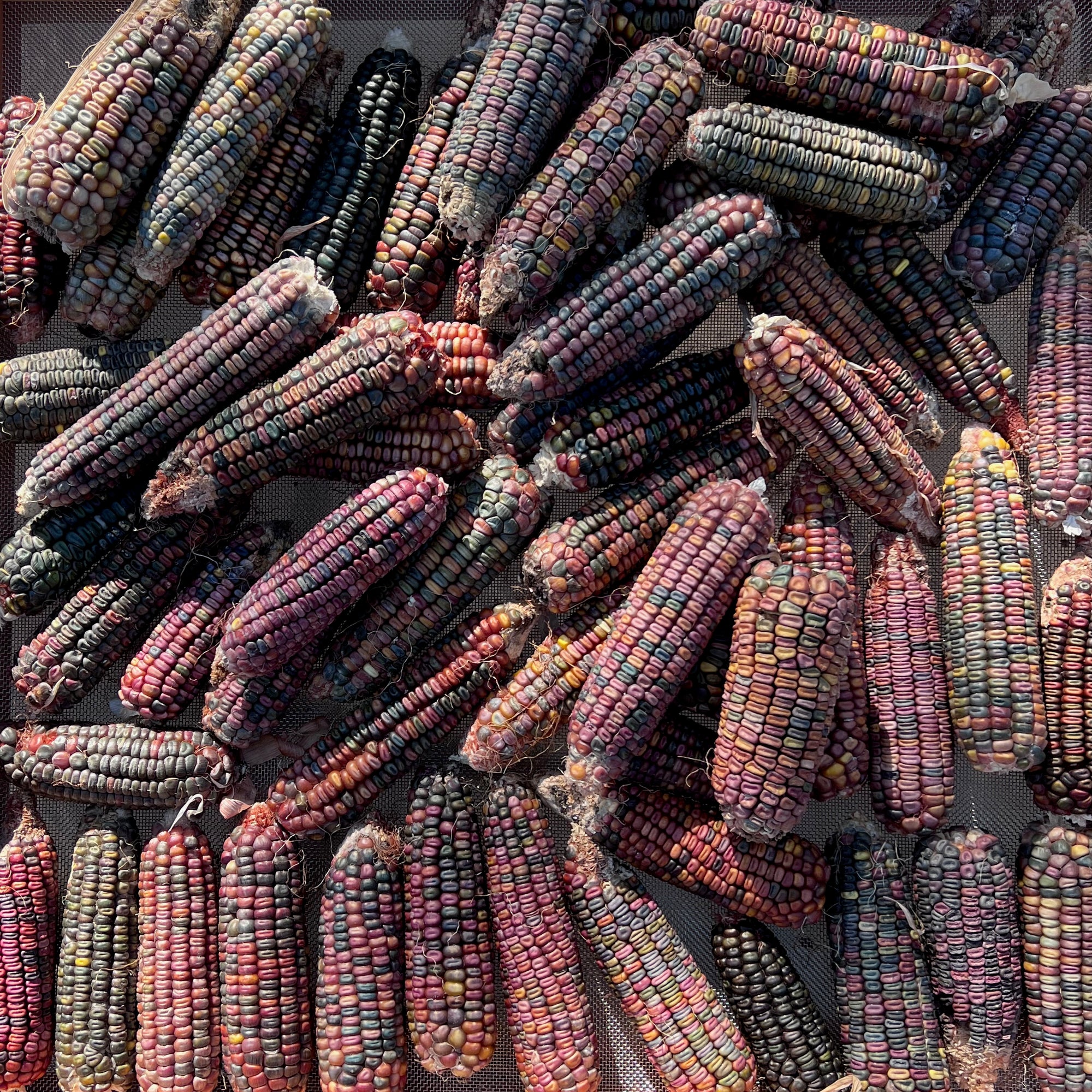 Earth Tones Dent Corn Seeds - The Plant Good Seed Company