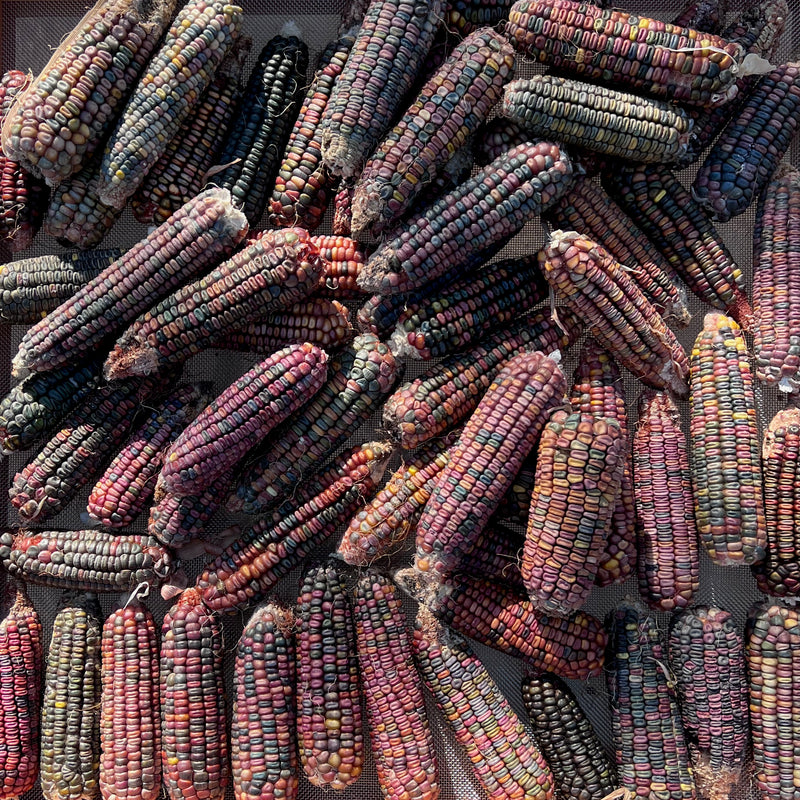 Earth Tones Dent Corn Seeds - The Plant Good Seed Company