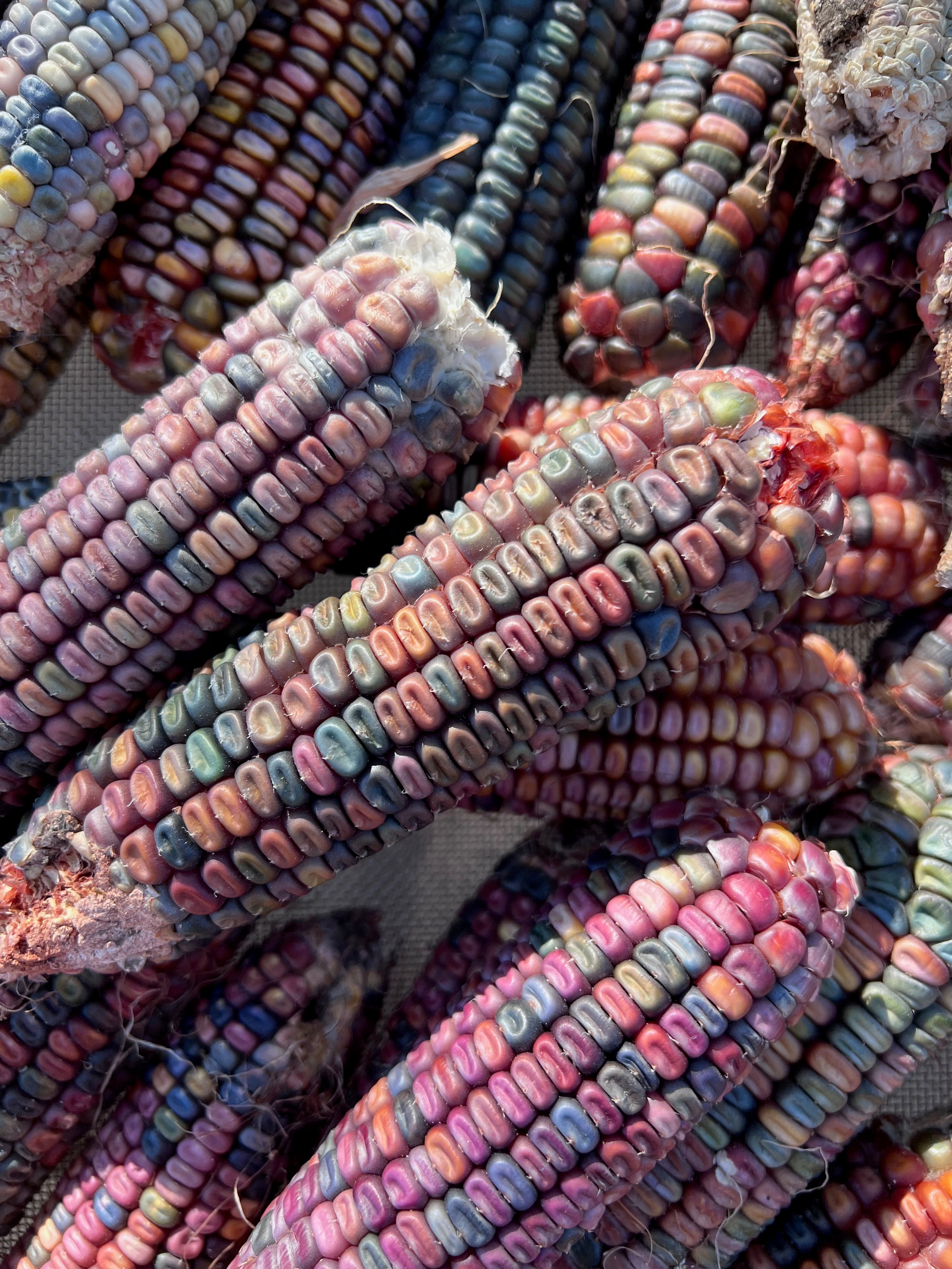 Earth Tones Dent Corn Seeds - The Plant Good Seed Company