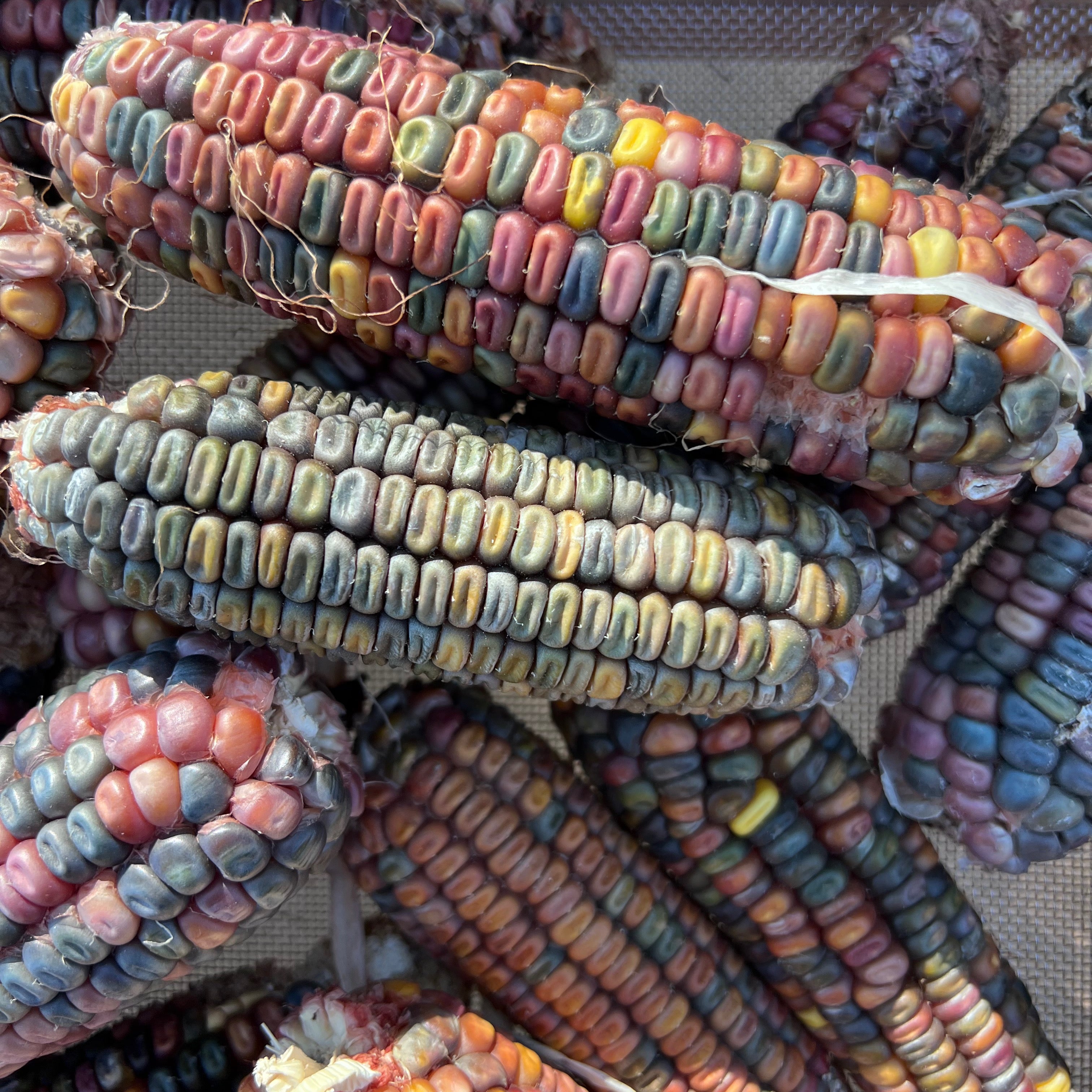 Earth Tones Dent Corn Seeds - The Plant Good Seed Company