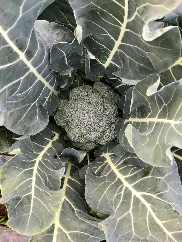 Godzilla F1 Broccoli Seeds - The Plant Good Seed Company
