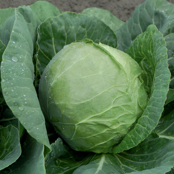 Katarina F1 Cabbage Seeds - The Plant Good Seed Company