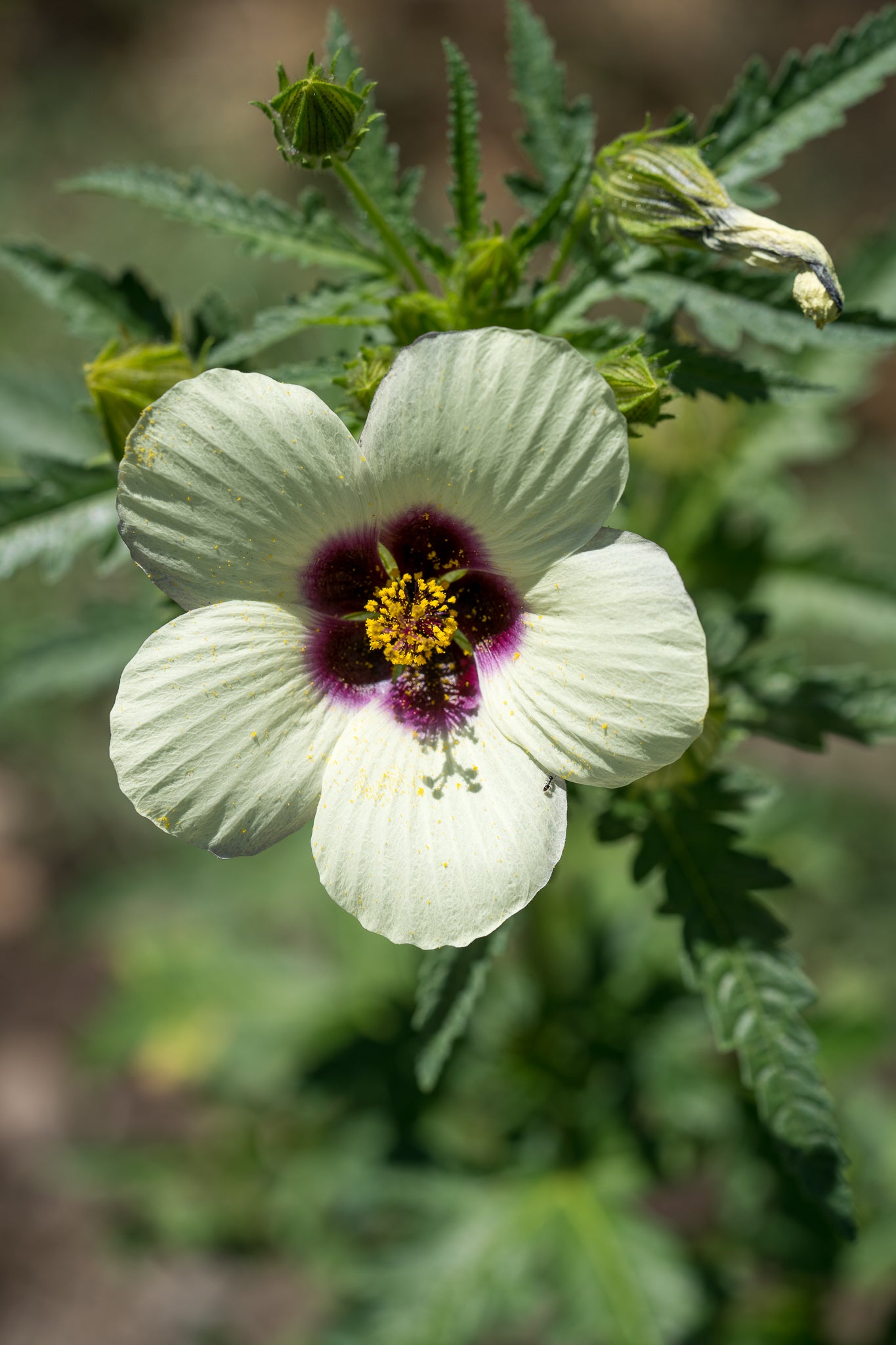 Kenaf Seeds - The Plant Good Seed Company