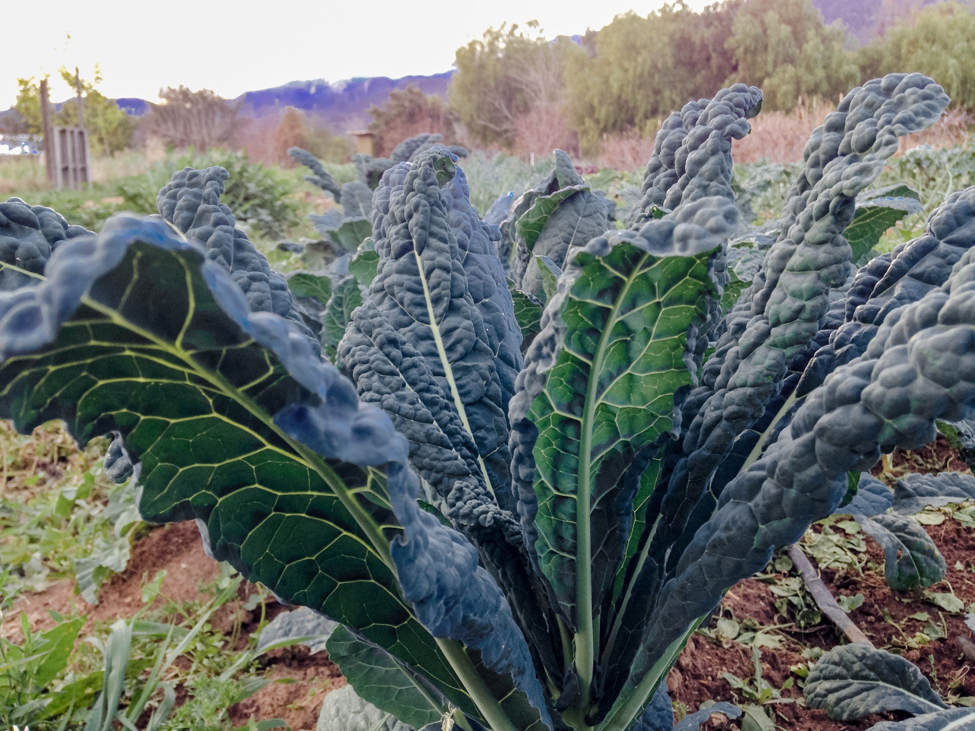 Lacinato Kale Seeds - The Plant Good Seed Company