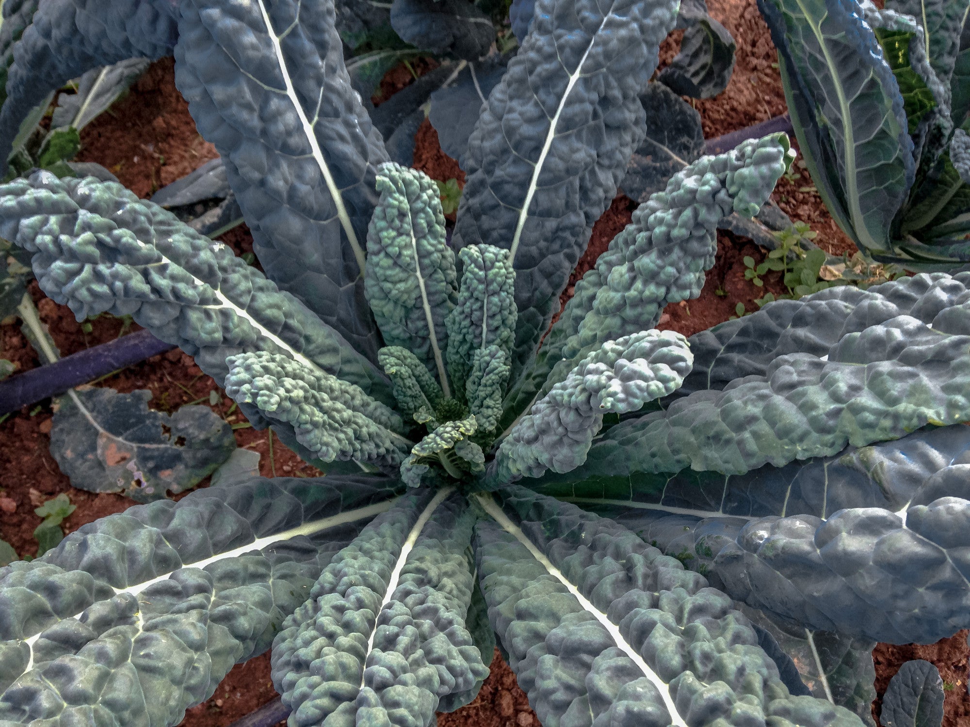 Lacinato Kale Seeds - The Plant Good Seed Company