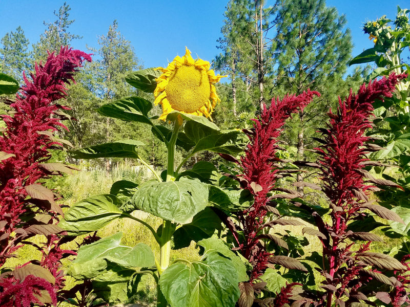 Mongolian Giant Sunflower - The Plant Good Seed Company