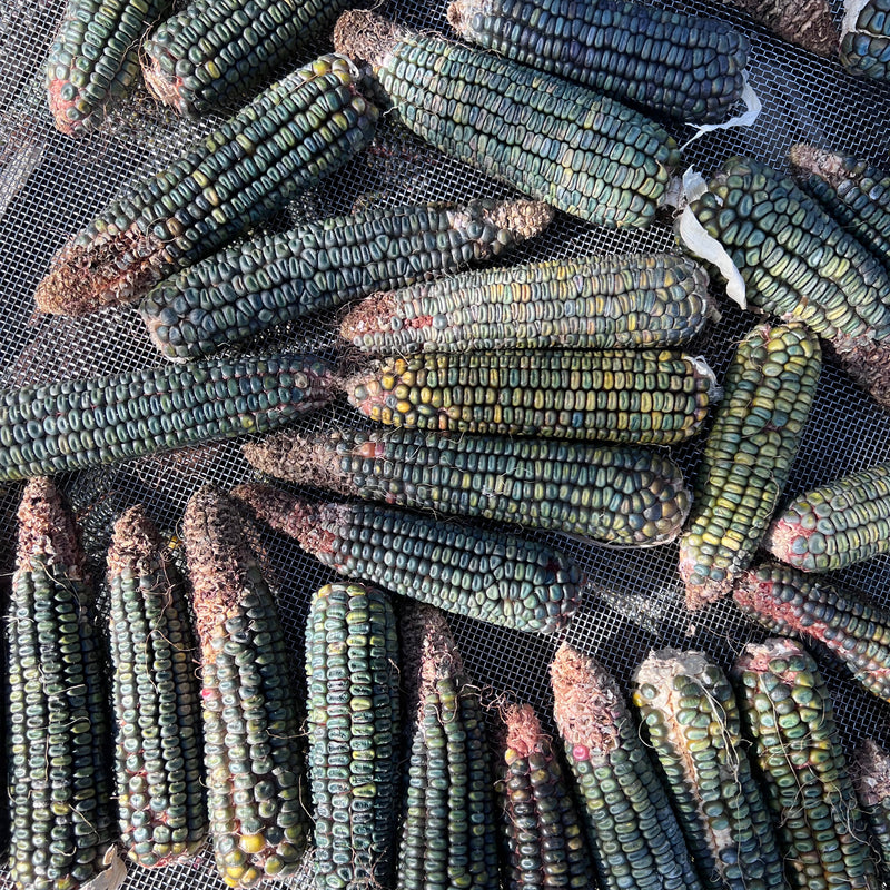 Oaxacan Green Dent Corn Seeds - The Plant Good Seed Company
