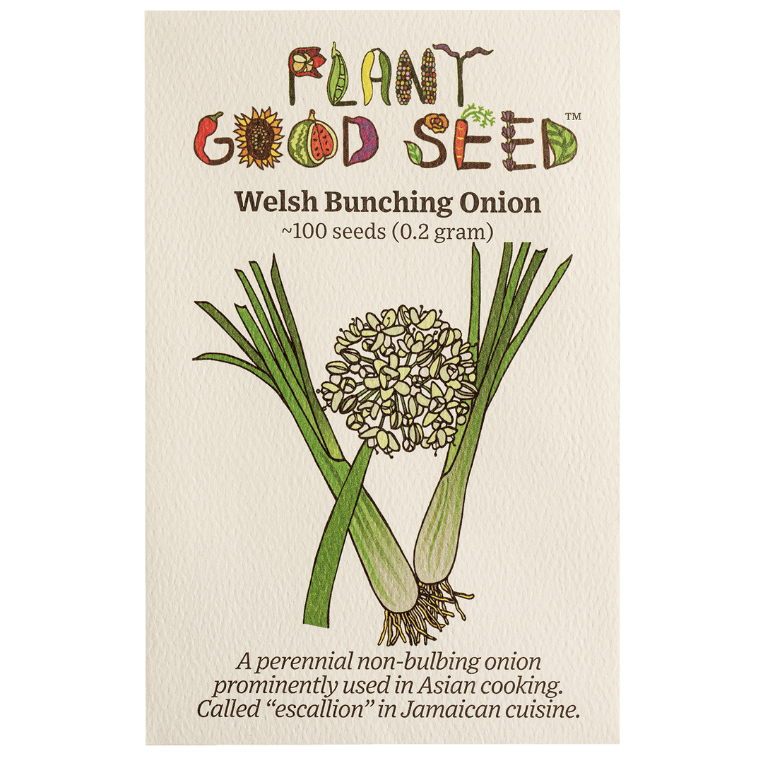 Welsh Onion Seeds - The Plant Good Seed Company