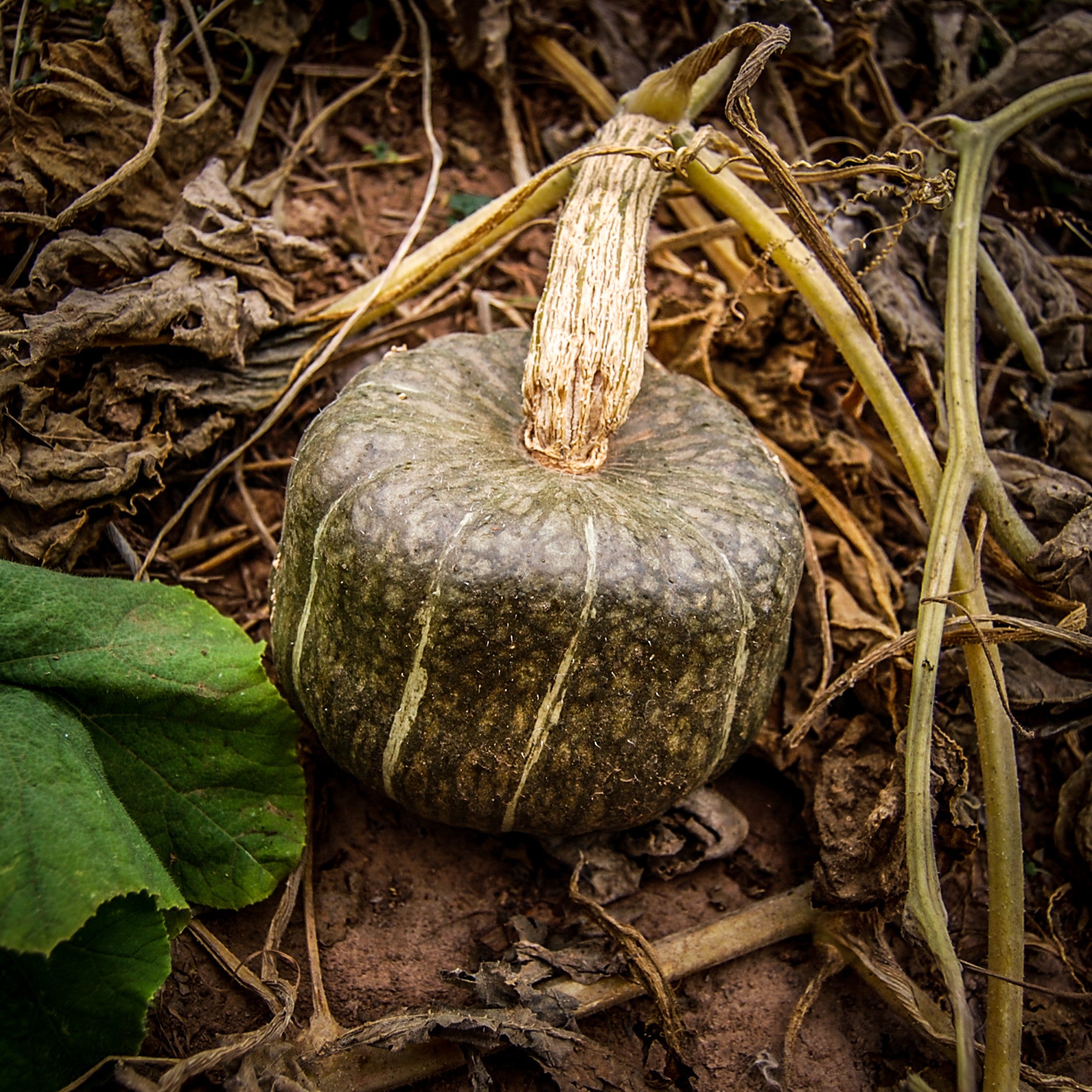 green winter squash