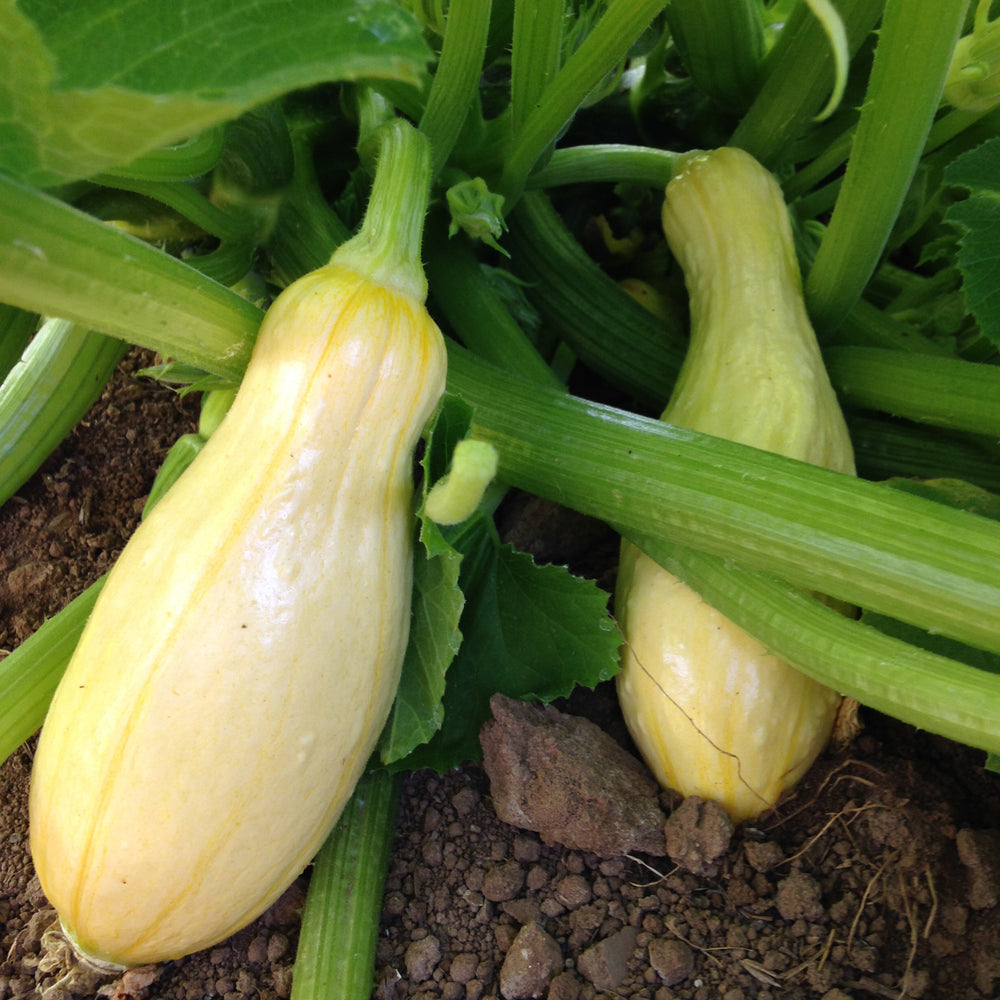 Organic Summer Squash Seeds: Non-GMO, Certified Organic Heirloom ...
