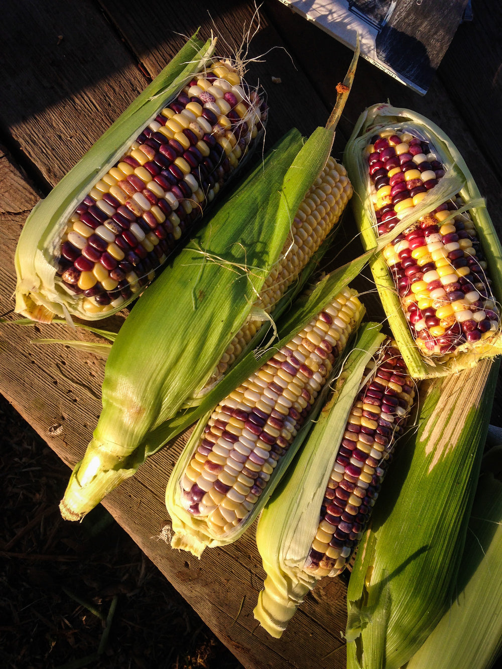 Organic Corn Seeds: Non-GMO, Certified Organic Heirloom Varieties - The ...