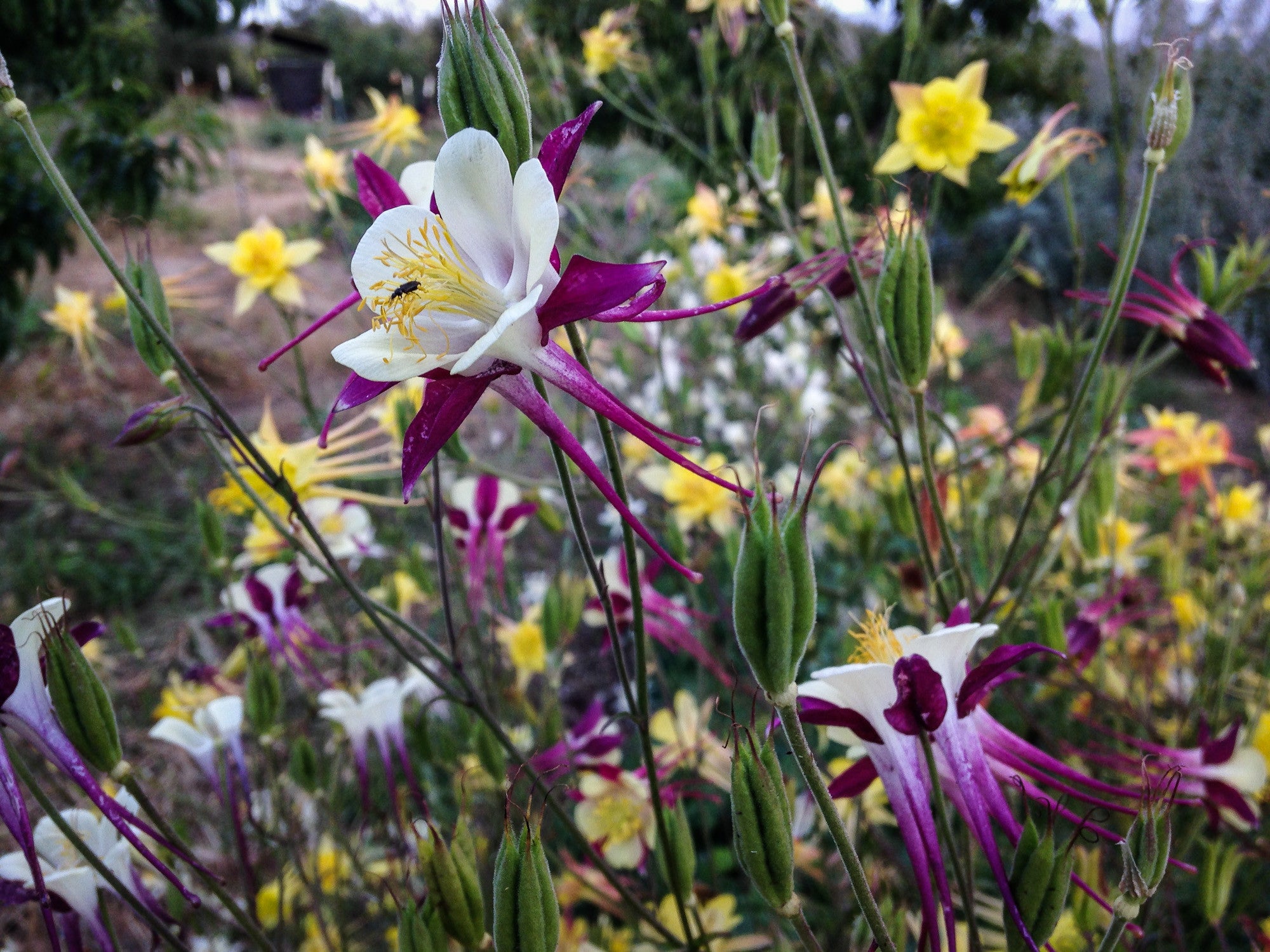 McKana Giants Columbine Flower Seed - The Plant Good Seed Company