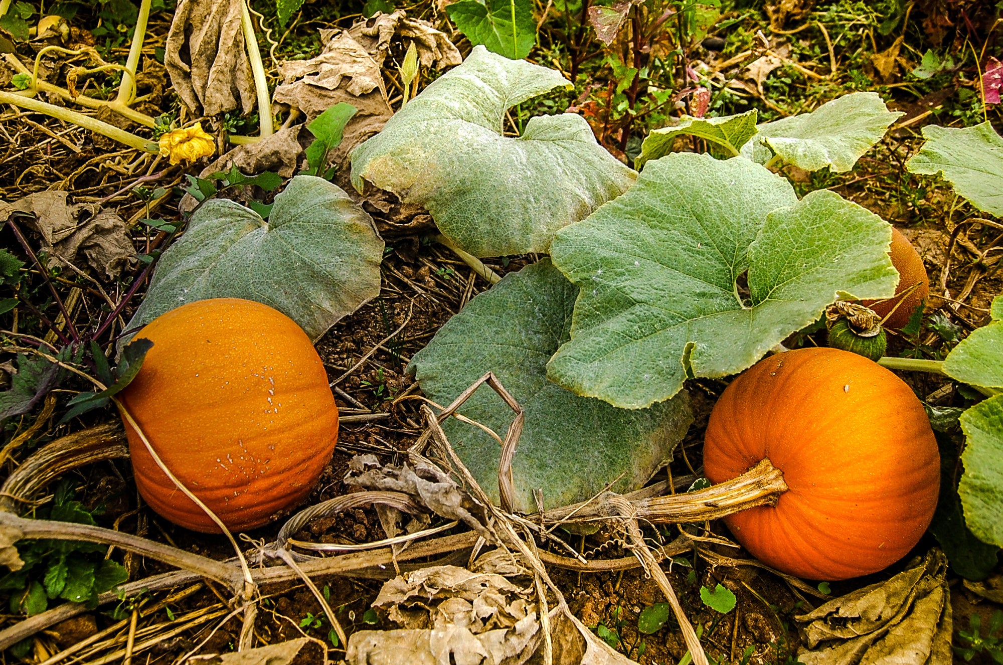 Pumpkin Plants