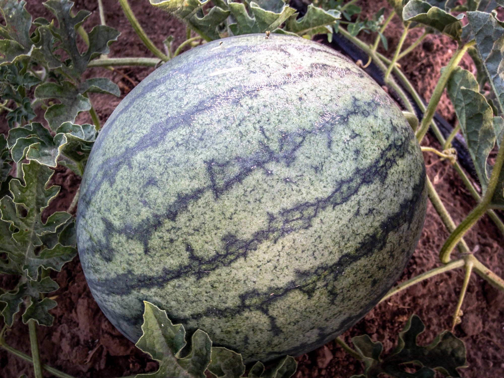 Watermelon Plant
