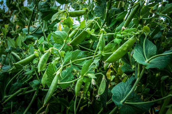 Sugar Snap Pea Seeds - The Plant Good Seed Company