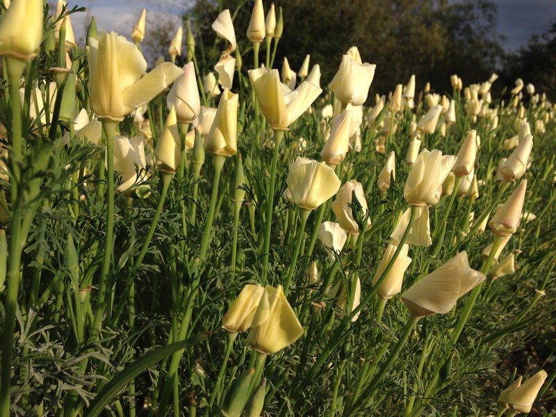 White Linen California Poppy Seeds - The Plant Good Seed Company