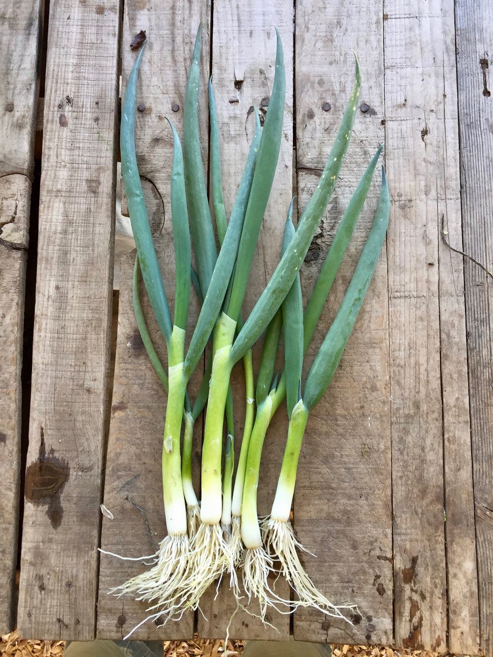 Scallion - The Plant Good Seed Company