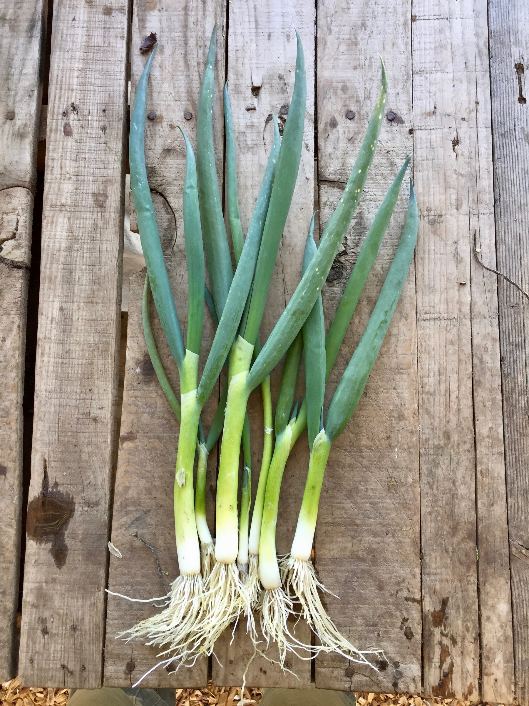 Scallion - The Plant Good Seed Company