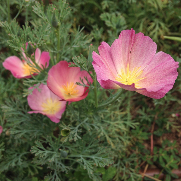 Purple Gleam California Poppy Seeds - The Plant Good Seed Company