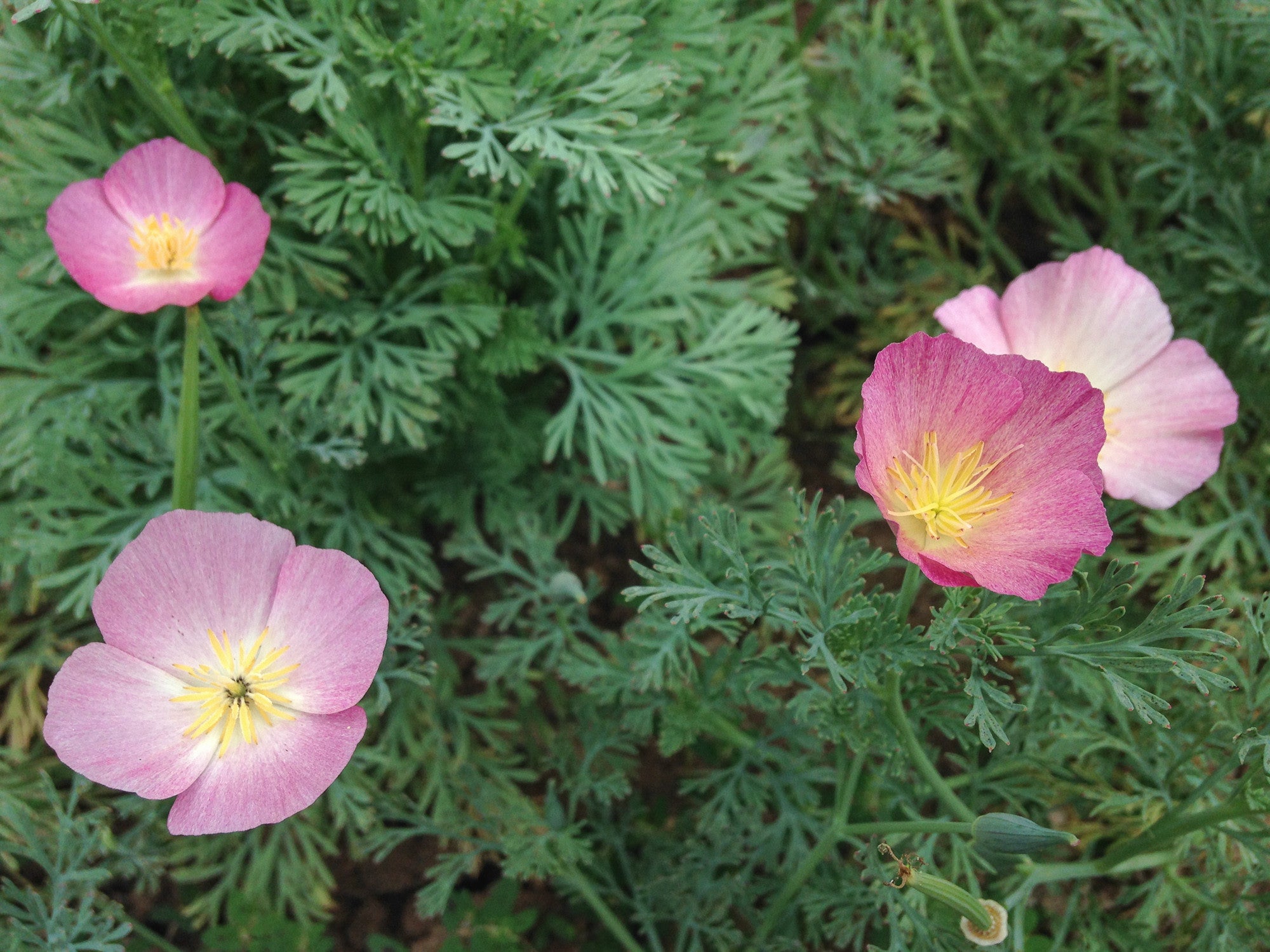 Purple Gleam California Poppy Seeds - The Plant Good Seed Company