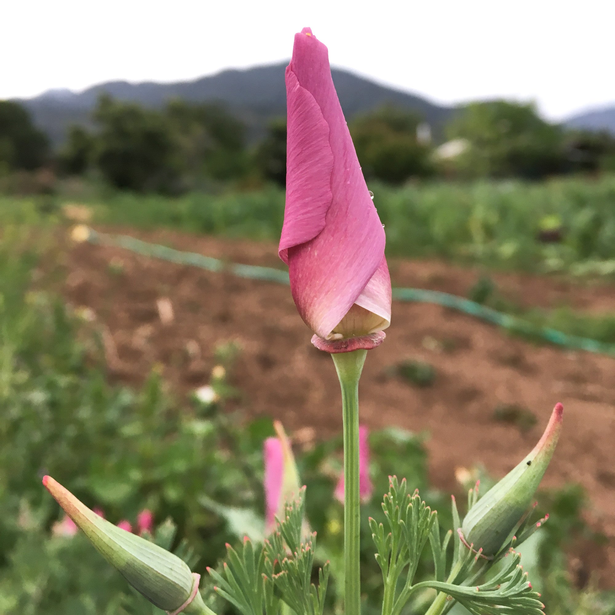 Purple Gleam California Poppy Seeds - The Plant Good Seed Company