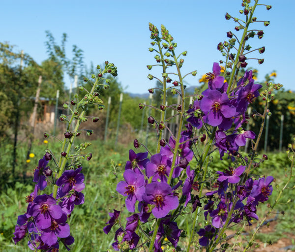 Purple Temptress Mullein - The Plant Good Seed Company