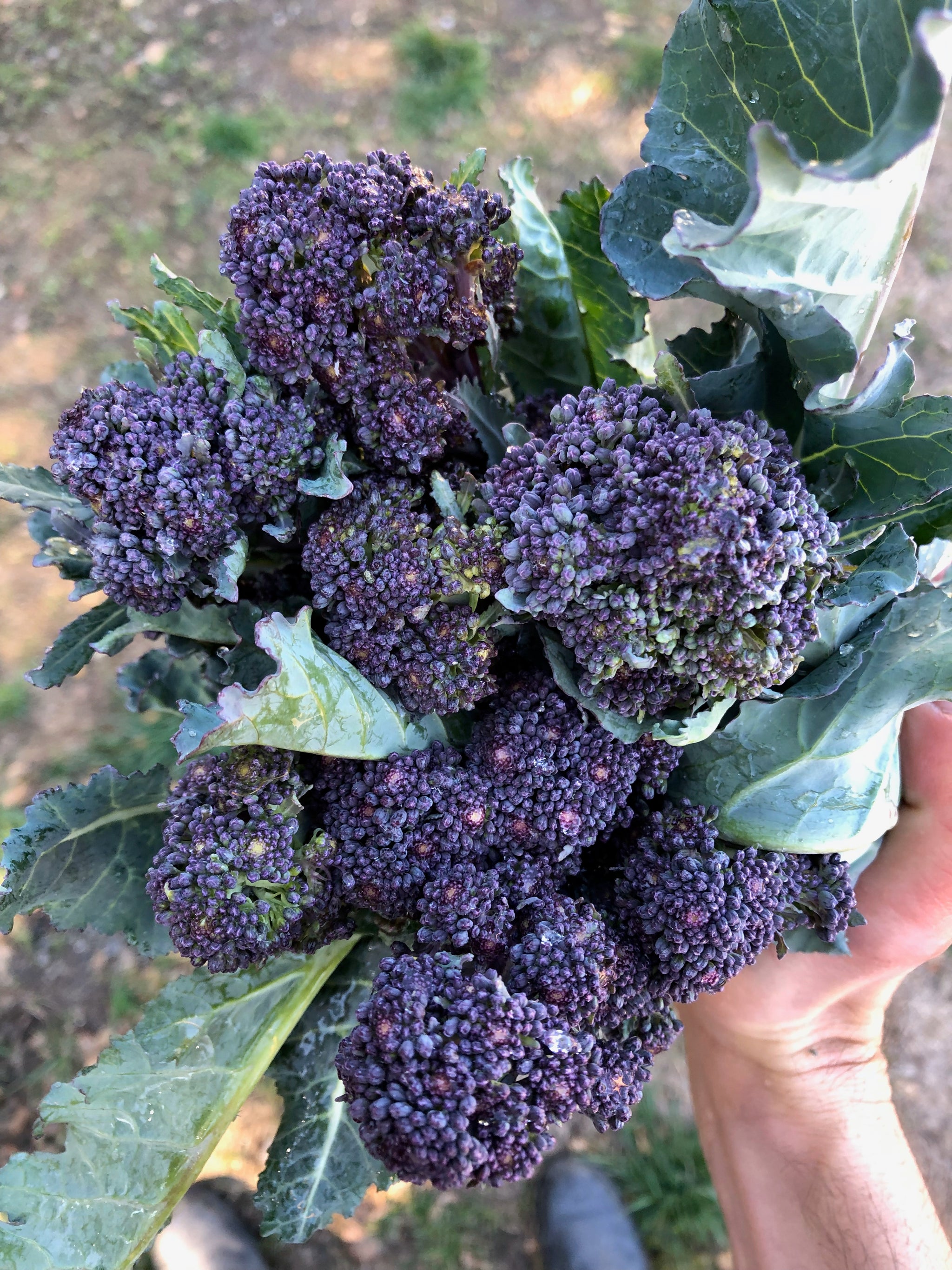 Purple Sprouting Broccoli Seeds - The Plant Good Seed Company