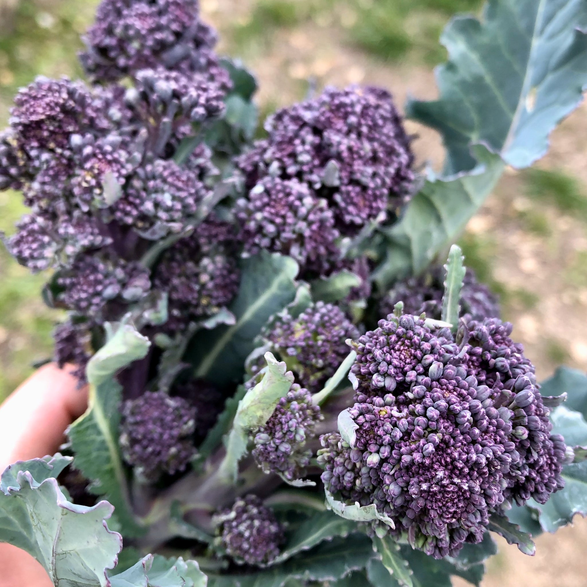 Flowering Broccoli Plant