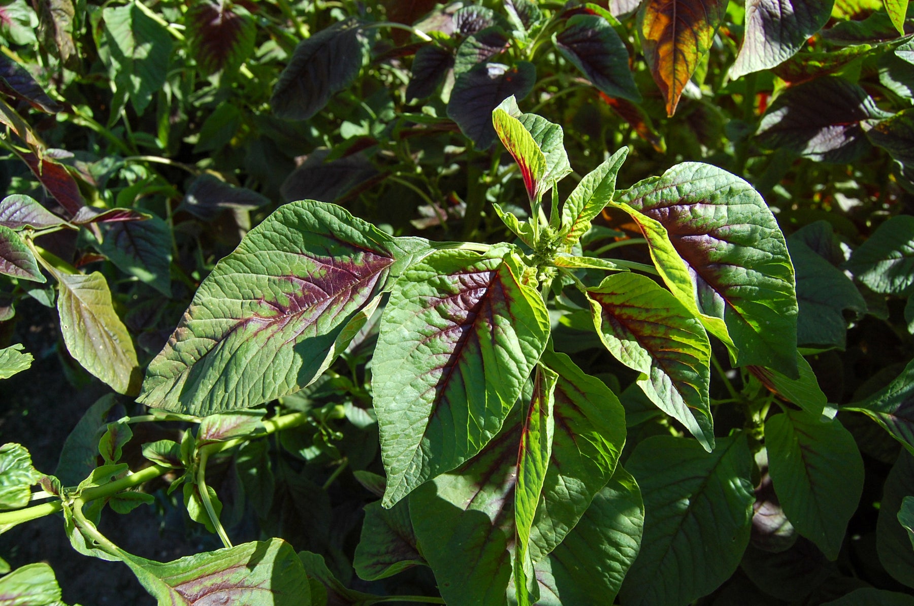 Organic Amaranth Seeds: Non-GMO, Certified Organic Heirloom Varieties ...
