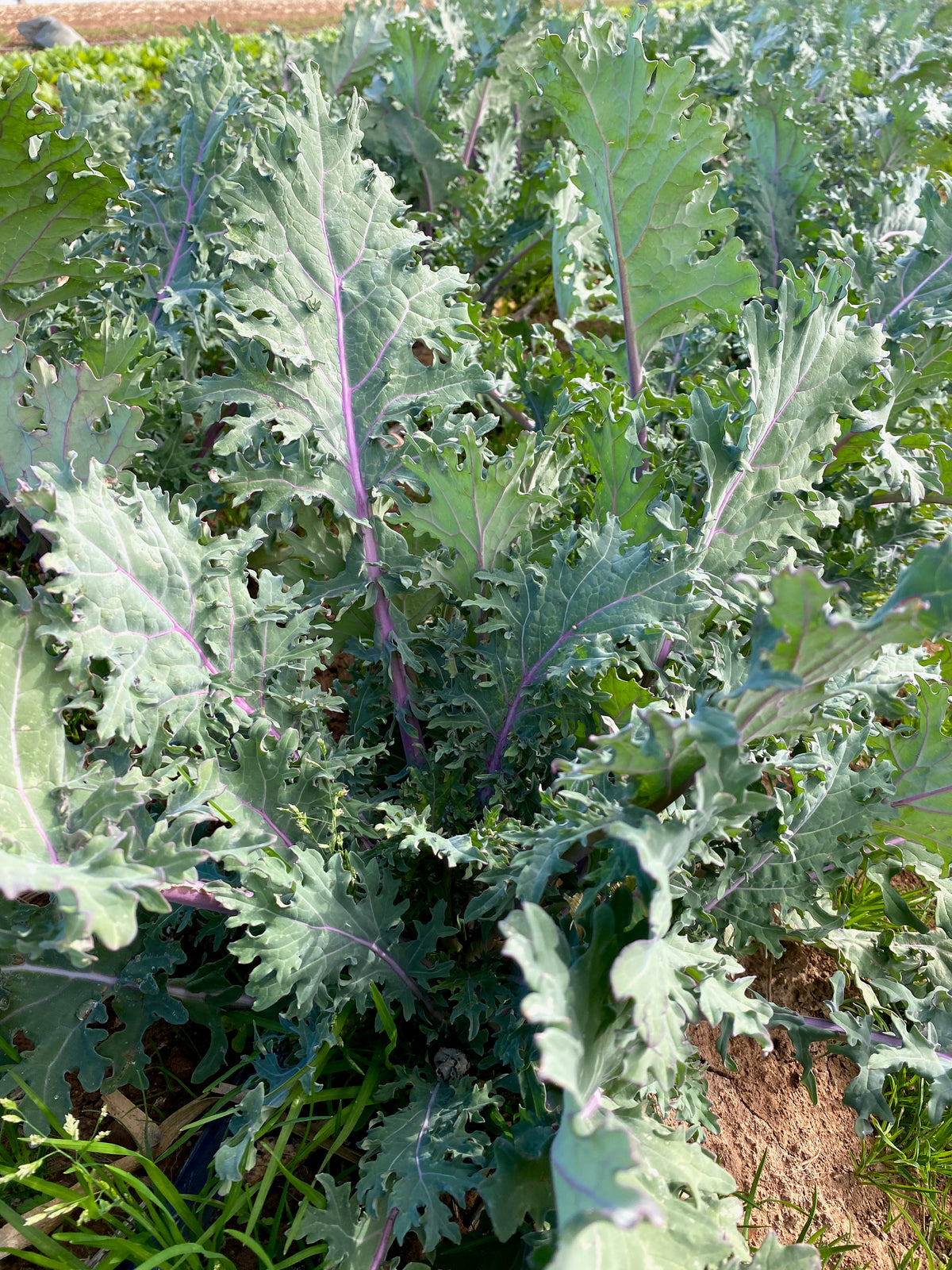 Red Russian Kale - The Plant Good Seed Company