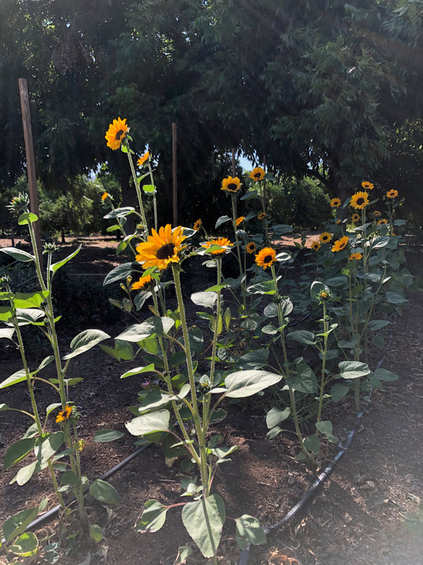 Soraya Sunflower Seeds - The Plant Good Seed Company