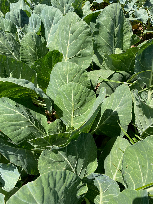 Vates Collard Seeds - The Plant Good Seed Company