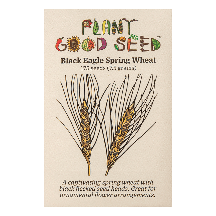 Black Eagle Spring Wheat Seeds - The Plant Good Seed Company